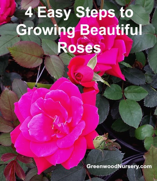 How to Grow Roses | 4 Easy To Do Steps | Greenwood Nursery
