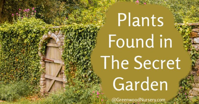 Favorite Plants From The Secret Garden – Greenwood Nursery