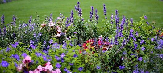 Fall Plant Care Tips to Keep Your Garden Looking Great | Greenwood Nursery