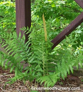 Ferns – Greenwood Nursery