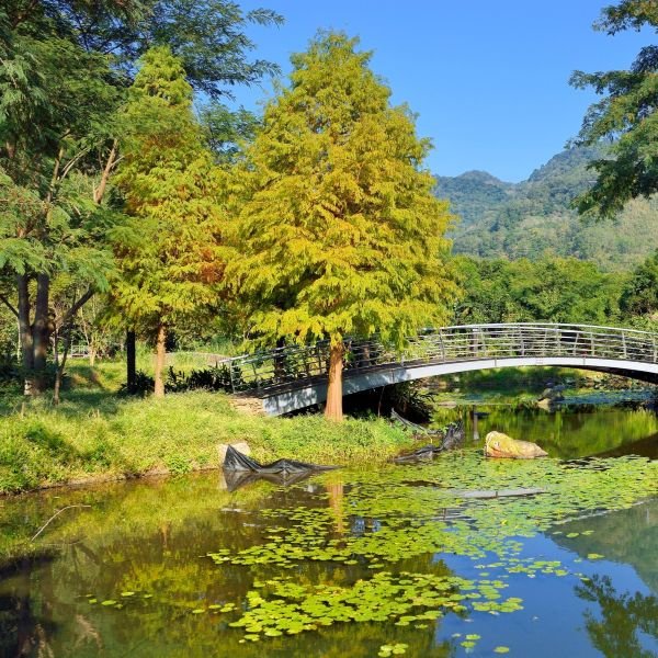 Trees for Wet Areas Deep‑Rooted, Moisture‑Tolerant Species – Greenwood ...