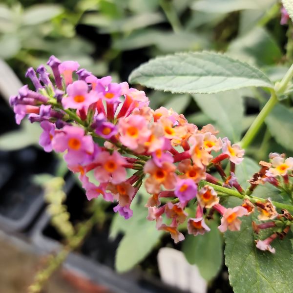 BiColor Butterfly Bush | Greenwood Nursery