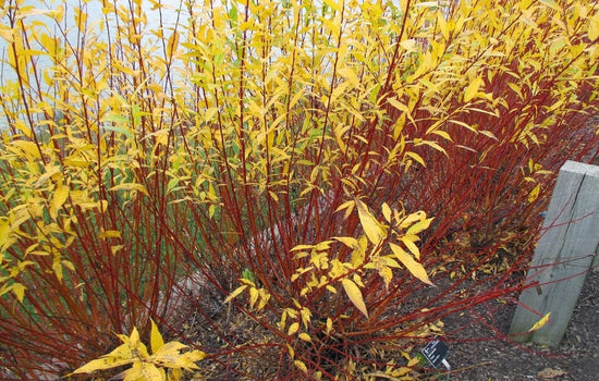 Flame Willow: Ignite Your Garden with Vibrant Color Today – Greenwood ...