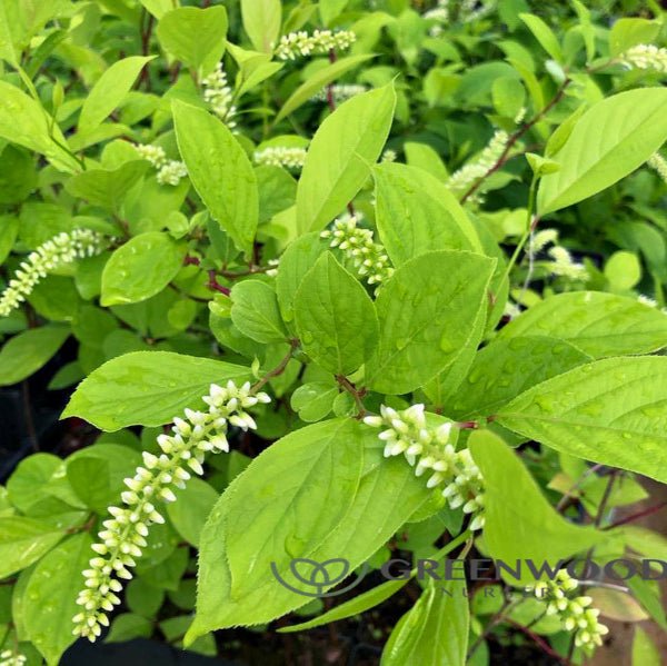 Itea Henry's Garnet Sweetspire | Greenwood Nursery
