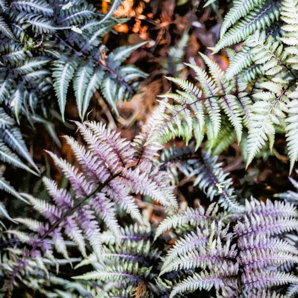 Japanese Painted Ferns | Greenwood Nursery