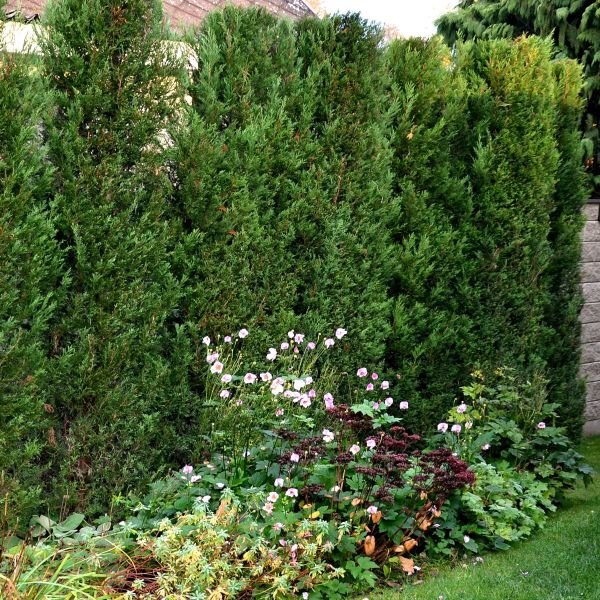 Murray Cypress Tree - Premium Selection for Your Garden – Greenwood Nursery