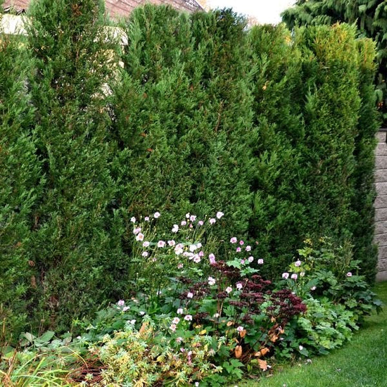 Murray Cypress Tree - Premium Selection for Your Garden – Greenwood Nursery