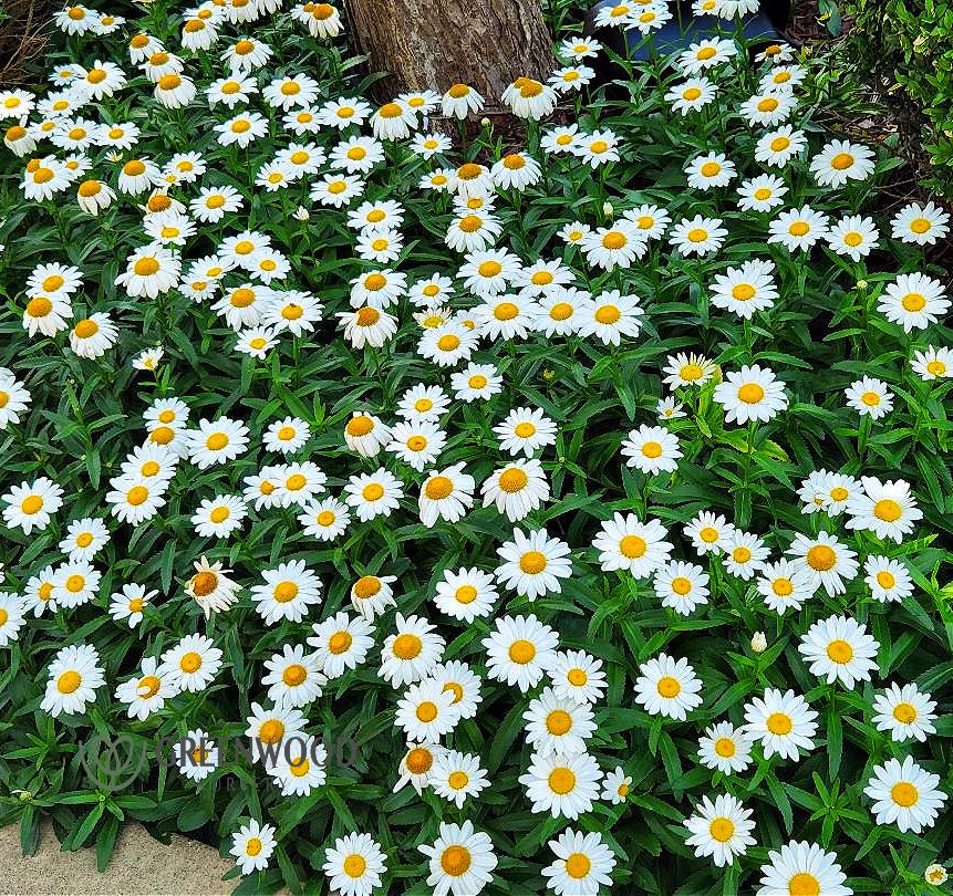 Snowcap Shasta Daisy from Trusted Online Plants Nursery – Greenwood Nursery