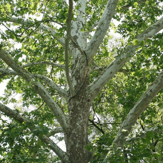 Buy American Sycamore Trees | Online Plants Nursery – Greenwood Nursery