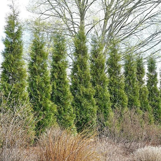 Buy American Pillar Arborvitae Online Plants | Shop Now – Greenwood Nursery