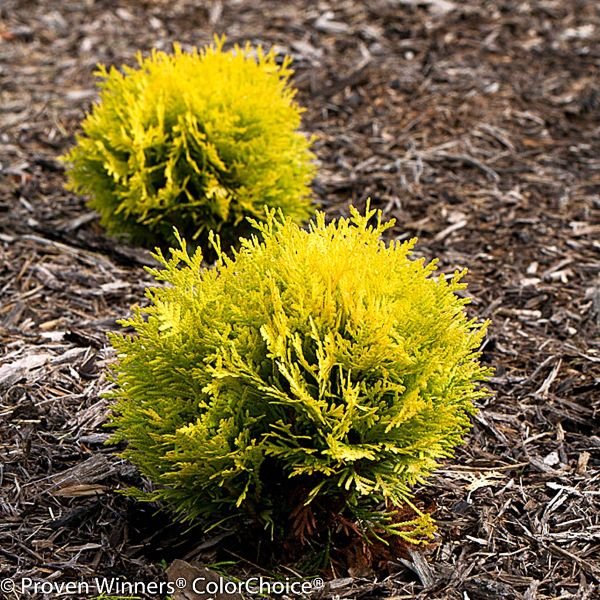 Anna's Magic Ball Arborvitae Thuja | Greenwood Nursery