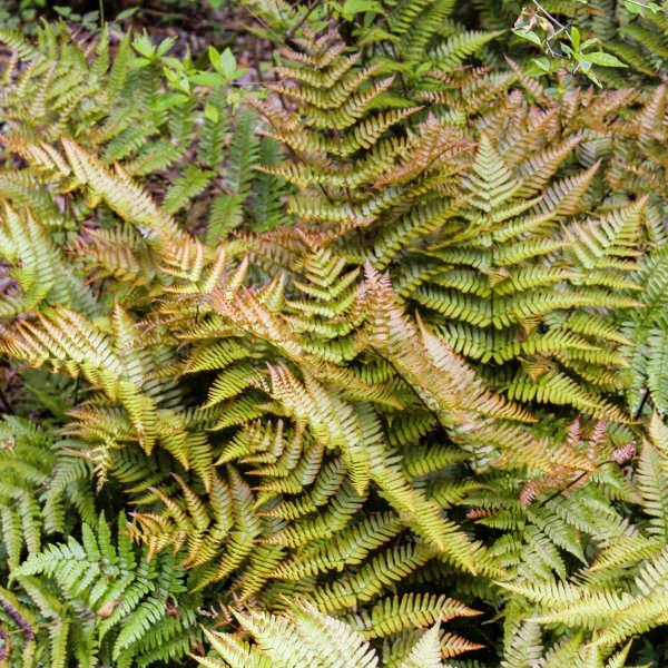 Autumn Brilliance Ferns | Greenwood Nursery