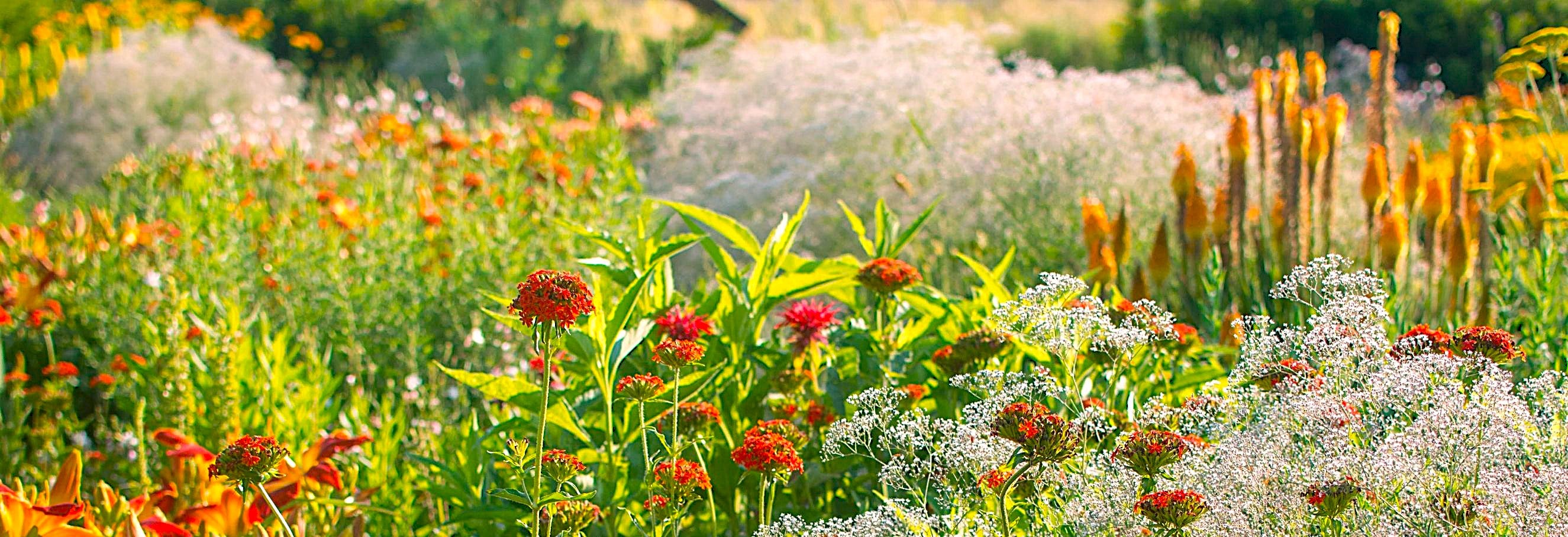 Greenwood Nursery | Online Plant Nursery for Garden Beauty