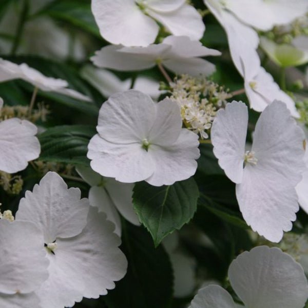 Fairytrail Bride Hydrangea | Greenwood Nursery