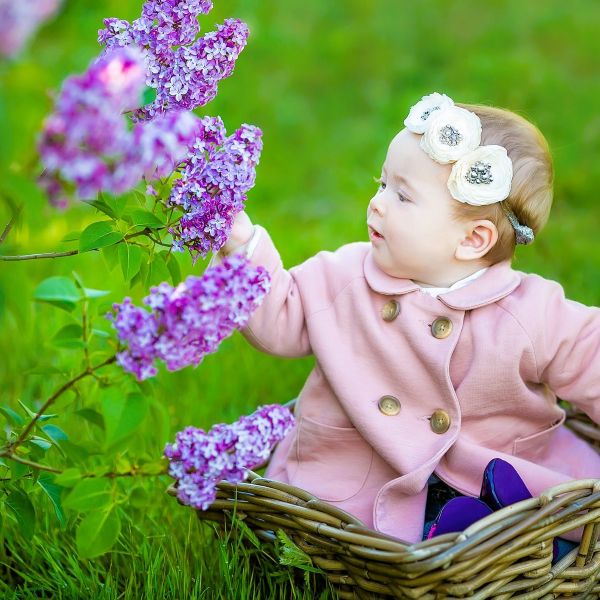 Old Fashion Lilac Shrubs – Fragrant Purple Spring Blooms – Greenwood ...