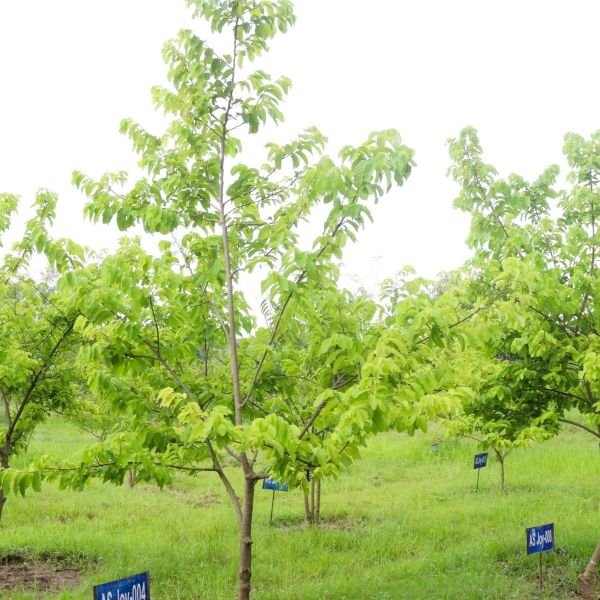Pawpaw Tree Asimina Triloba – Native Fruit Tree – Greenwood Nursery