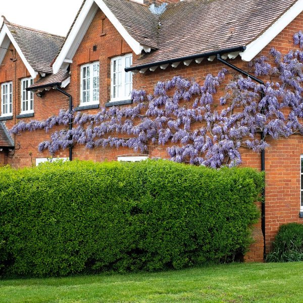 Ligustrum Ibolium North Privet: Perfect Hedge for Your Garden ...
