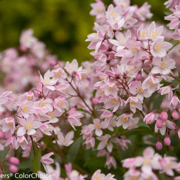Yuki Cherry Blossom Deutzia | Greenwood Nursery